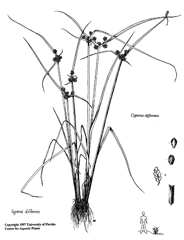 Cyperus | Aquarium and Pond Plants of the World E3