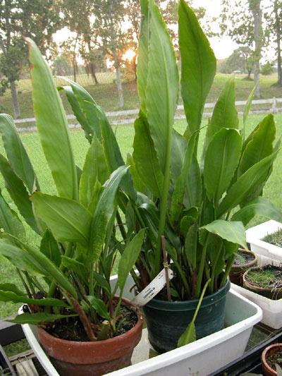 Lagenandra | Aquarium and Pond Plants of the World E3