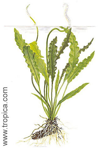 Feature: Bulb or corm morphology | Aquarium and Pond Plants of the World E3