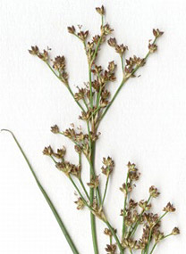 Feature: Flower color | Aquarium and Pond Plants of the World E3