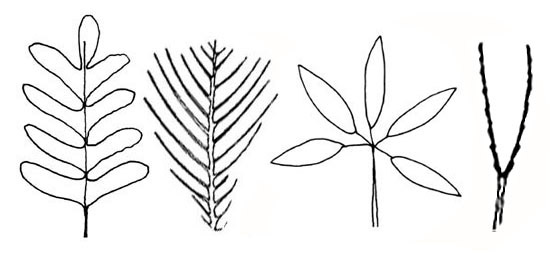 Feature: Leaf dissection - type | Aquarium and Pond Plants of the World E3