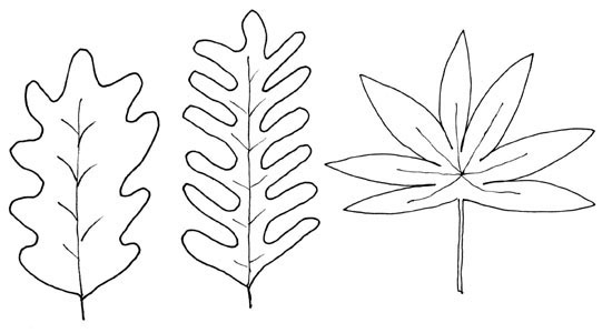 Feature: Leaf dissection - type | Aquarium and Pond Plants of the World E3