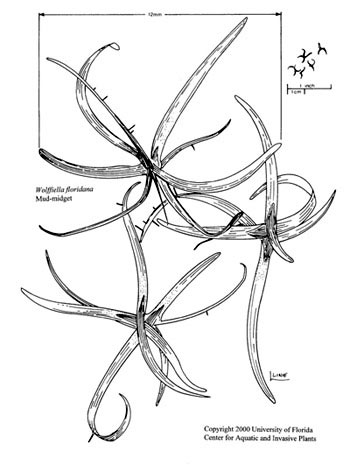 Feature: Duckweed (Lemnaceae) frond shape | Aquarium and Pond Plants of ...