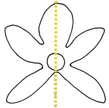 Feature: Flower symmetry | Aquarium and Pond Plants of the World E3
