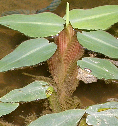 Feature: Spongy aerenchyma | Aquarium and Pond Plants of the World E3