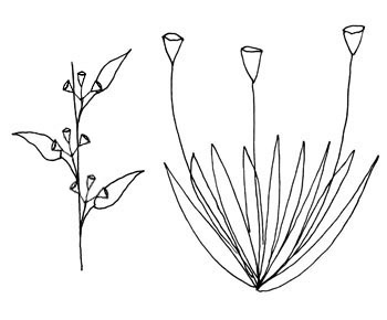 Feature: Inflorescence position | Aquarium and Pond Plants of the World E3