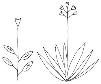 Feature: Inflorescence position | Aquarium and Pond Plants of the World E3