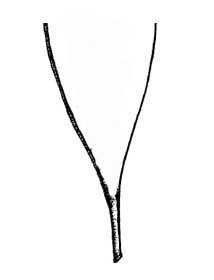 Feature: Leaf base | Aquarium and Pond Plants of the World E3