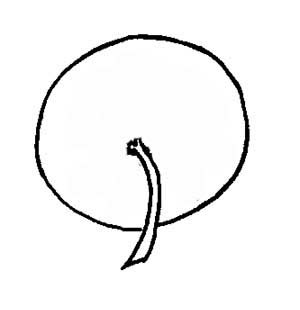 Feature: Leaf base | Aquarium and Pond Plants of the World E3