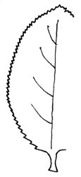 Feature: Leaf margin | Aquarium and Pond Plants of the World E3