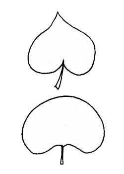 Feature: Leaf shape | Aquarium and Pond Plants of the World E3