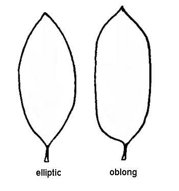 Feature: Leaf shape | Aquarium and Pond Plants of the World E3