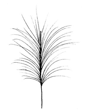 Feature: Leaf shape | Aquarium and Pond Plants of the World E3
