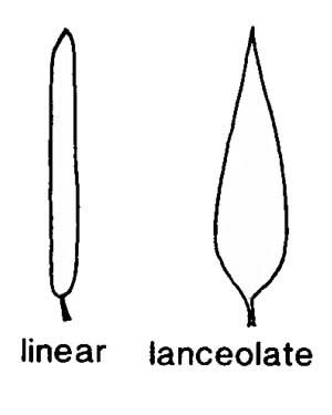 Feature: Leaf shape | Aquarium and Pond Plants of the World E3