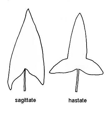 Feature: Leaf shape | Aquarium and Pond Plants of the World E3