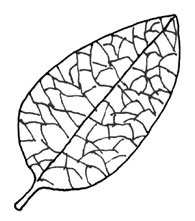 Feature: Leaf venation | Aquarium and Pond Plants of the World E3