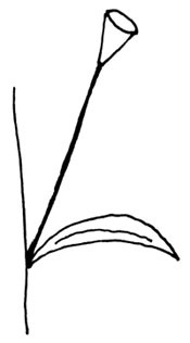 Feature: Flower pedicel | Aquarium and Pond Plants of the World E3