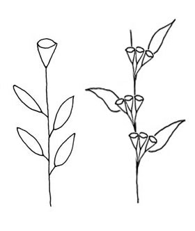 Feature: Inflorescence - peduncle | Aquarium and Pond Plants of the ...