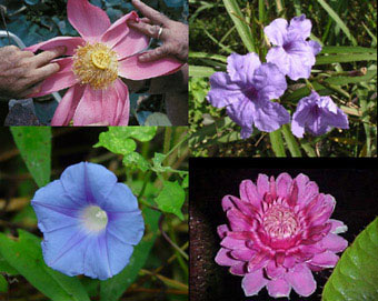 Feature: Size and appearance of petals, tepals, or perianth segments ...