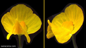 Feature: Number of petals, tepals, or perianth segments | Aquarium and ...