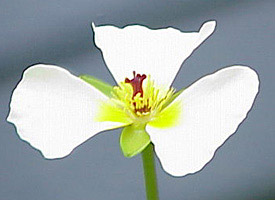 Feature: Number of petals, tepals, or perianth segments | Aquarium and ...