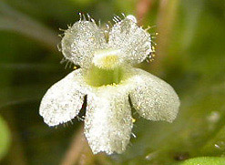 Feature: Number of petals, tepals, or perianth segments | Aquarium and ...