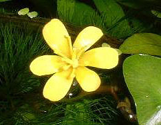 Feature: Number of petals, tepals, or perianth segments | Aquarium and ...