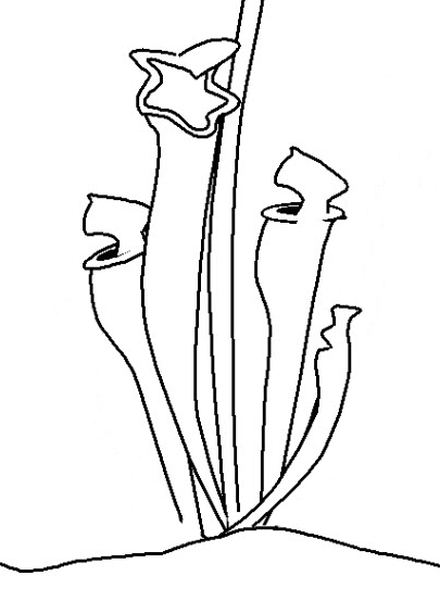 Feature: Leaf shape | Aquarium and Pond Plants of the World E3