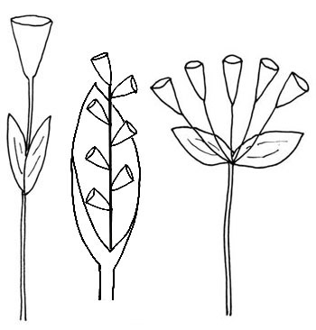 Feature: Bract(s) subtending inflorescence | Aquarium and Pond Plants ...