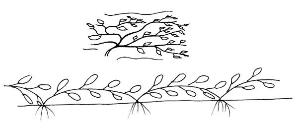 Feature: Stem appearance | Aquarium and Pond Plants of the World E3