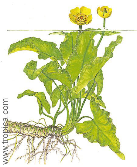 Nuphar | Aquarium and Pond Plants of the World E3