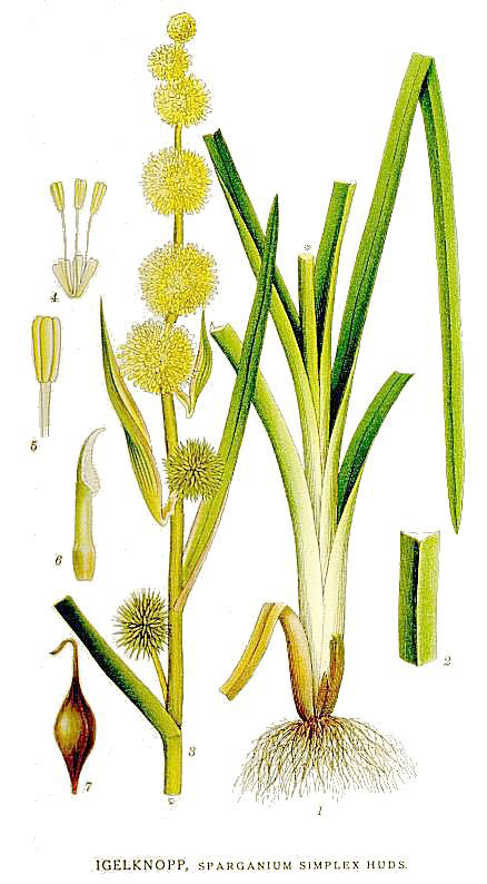 Sparganium | Aquarium and Pond Plants of the World E3