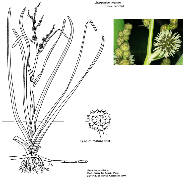 Sparganium | Aquarium and Pond Plants of the World E3