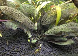 Aponogeton | Aquarium and Pond Plants of the World E3