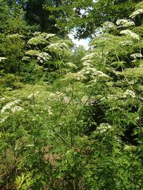 Cicuta | Aquarium and Pond Plants of the World E3