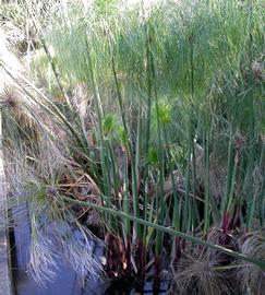 Cyperus | Aquarium and Pond Plants of the World E3