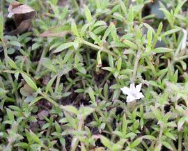 Dentella | Aquarium and Pond Plants of the World E3