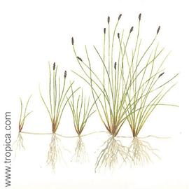 Eleocharis | Aquarium and Pond Plants of the World E3