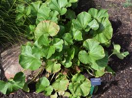 Gunnera | Aquarium and Pond Plants of the World E3