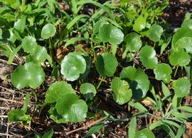 Hydrocotyle | Aquarium and Pond Plants of the World E3
