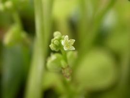 Hydrocotyle | Aquarium and Pond Plants of the World E3