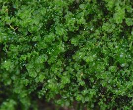 Jungermannia | Aquarium and Pond Plants of the World E3