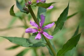Lythrum | Aquarium and Pond Plants of the World E3