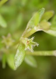 Microcarpaea | Aquarium and Pond Plants of the World E3