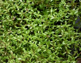 Microcarpaea | Aquarium and Pond Plants of the World E3