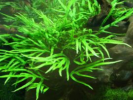 Microsorum | Aquarium and Pond Plants of the World E3