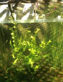 Nymphaea | Aquarium and Pond Plants of the World E3