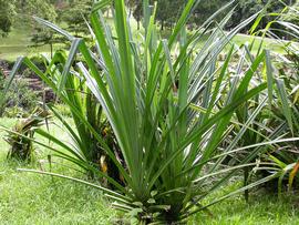 Pandanus | Aquarium and Pond Plants of the World E3