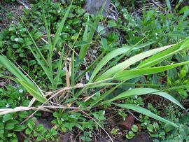 Panicum | Aquarium and Pond Plants of the World E3