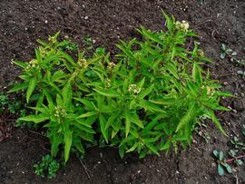 Penthorum | Aquarium and Pond Plants of the World E3